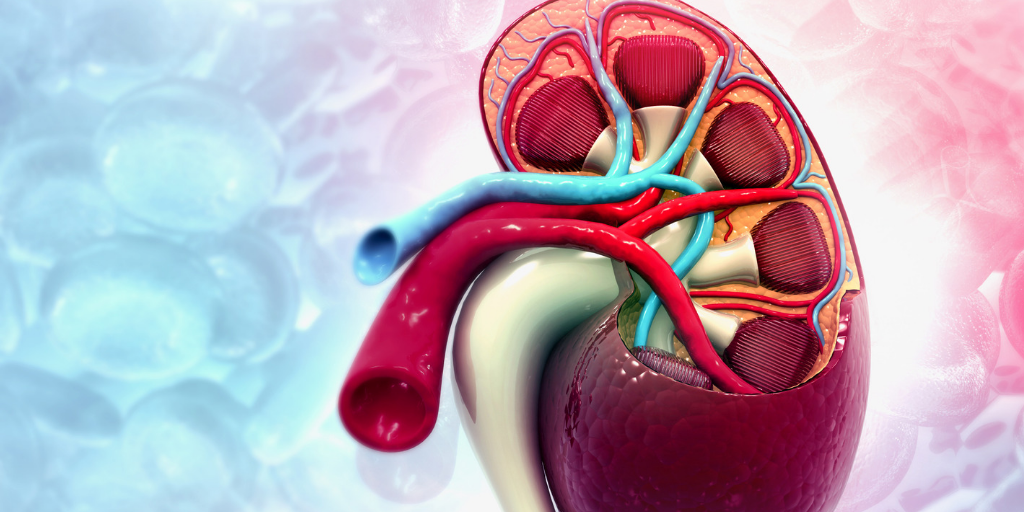 PROTECTION – Amino Acids for Kidney Protection