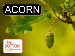 ACORN – The Bottom Line