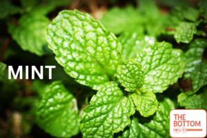 MINT – Restrictive or Liberal Transfusion Strategy in Myocardial ...